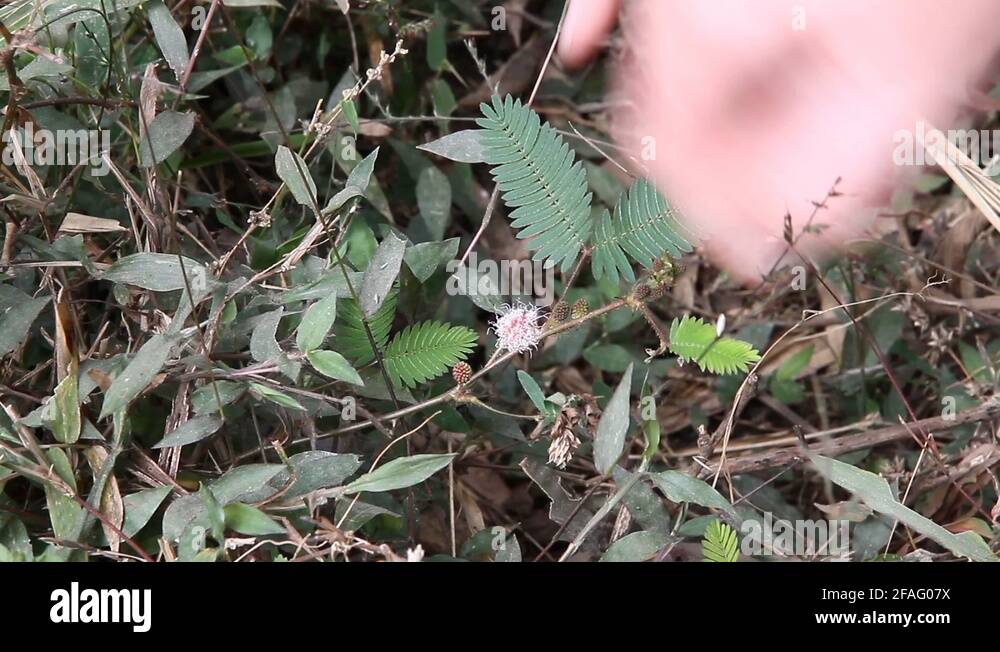Mimosa pudica touch Stock Videos & Footage - HD and 4K Video Clips - Alamy