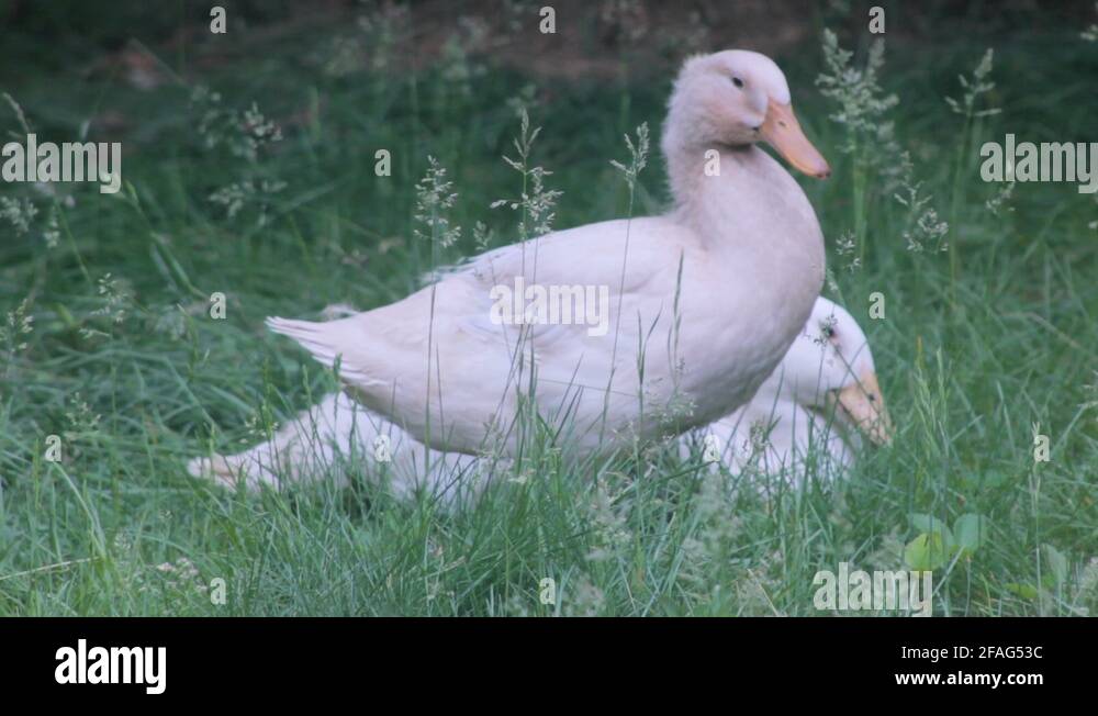 American pekin duck Stock Videos & Footage - HD and 4K Video Clips - Alamy
