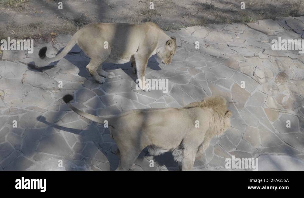 Lioness attacking lion Stock Videos & Footage - HD and 4K Video Clips ...