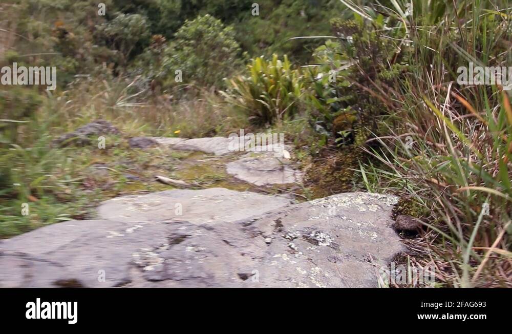 Rat eye view Stock Videos & Footage - HD and 4K Video Clips - Alamy