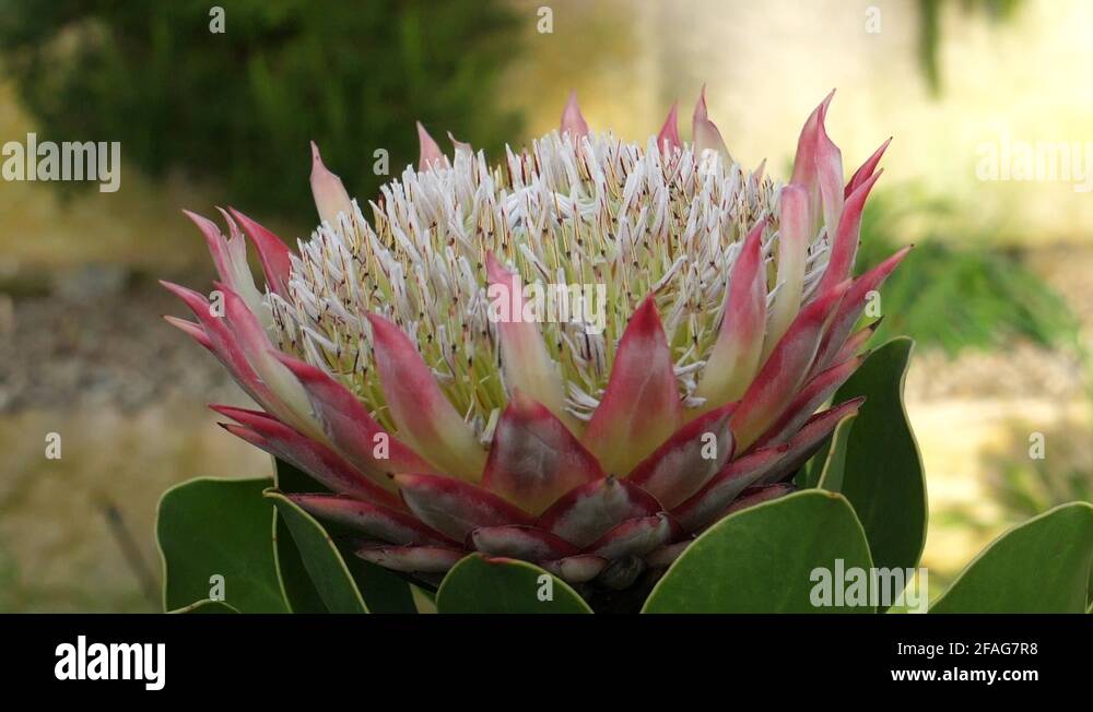 King protea protea cynaroides giant protea Stock Videos & Footage - HD ...