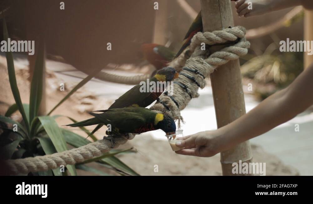 Feeding parrots Stock Videos & Footage - HD and 4K Video Clips - Alamy