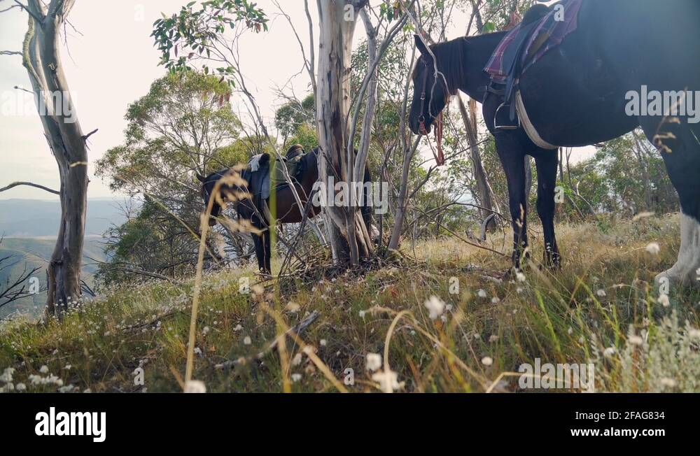 Saddled horses Stock Videos & Footage - HD and 4K Video Clips - Alamy