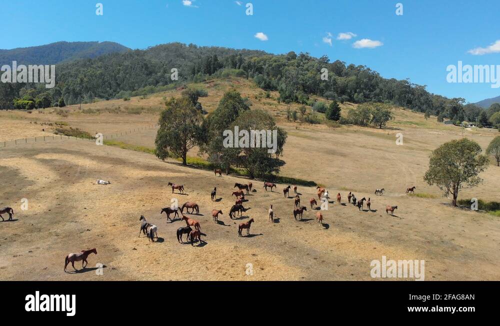 Australian ranch and horse Stock Videos & Footage - HD and 4K Video ...