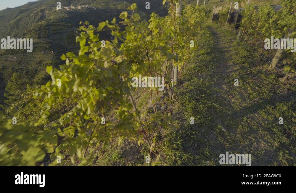 Vines on terrace Stock Videos & Footage - HD and 4K Video Clips - Alamy