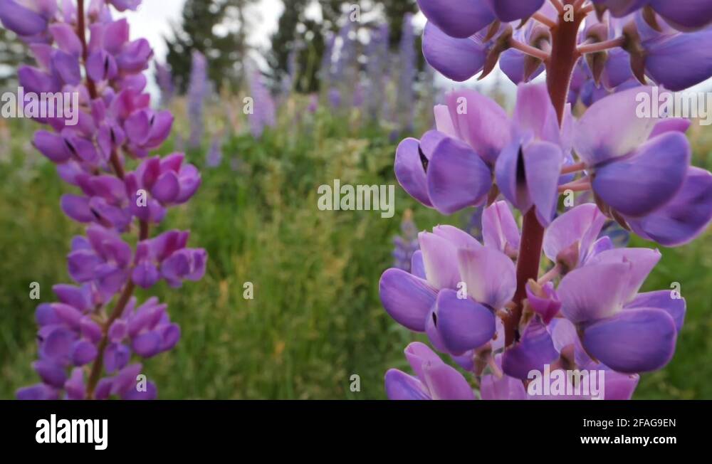 Lupin field Stock Videos & Footage - HD and 4K Video Clips - Alamy