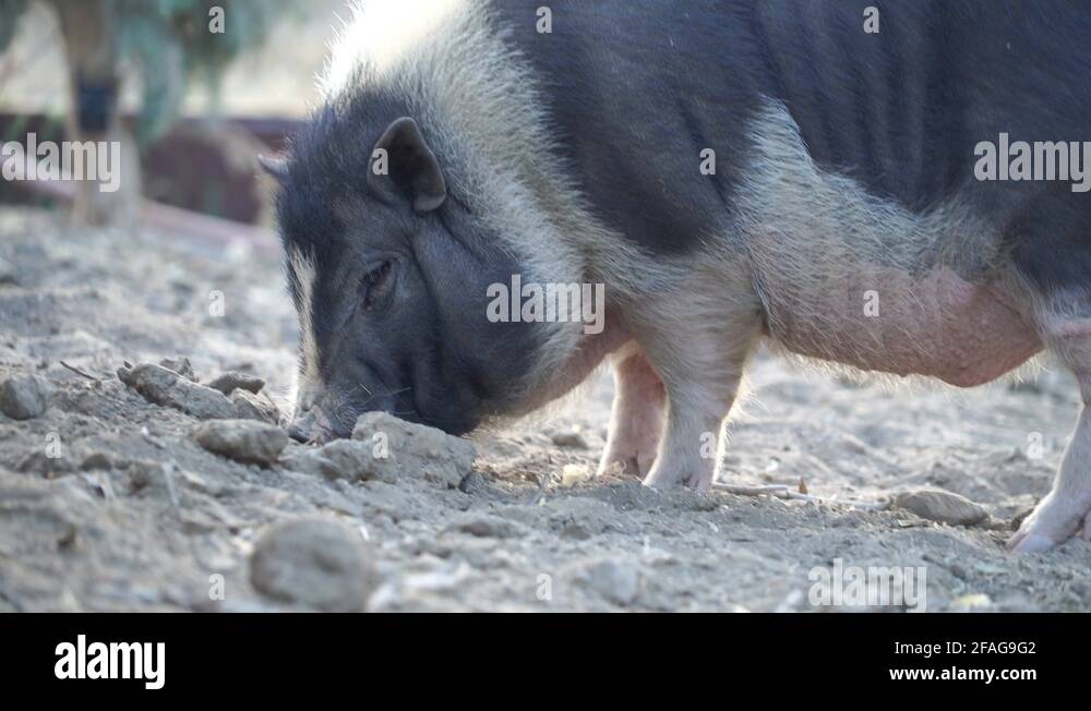 Pot belly Stock Videos & Footage - HD and 4K Video Clips - Alamy