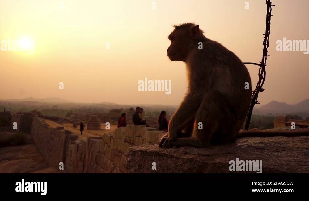 Monkey with sunset Stock Videos & Footage - HD and 4K Video Clips - Alamy