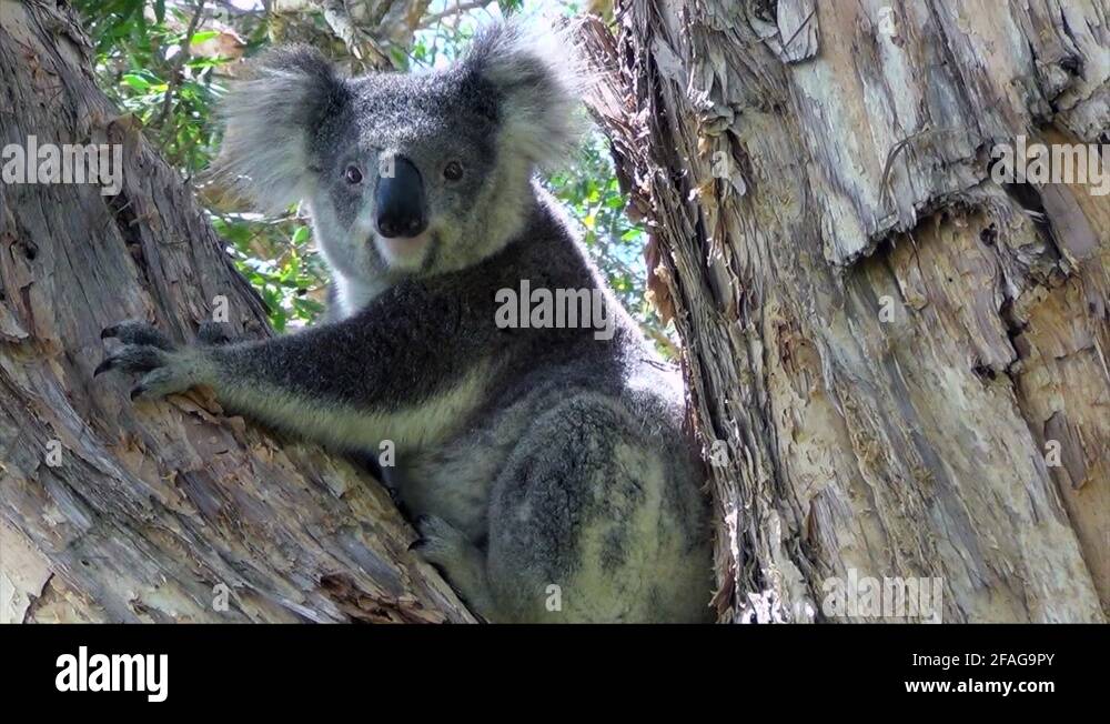 Wild koala Stock Videos & Footage - HD and 4K Video Clips - Alamy