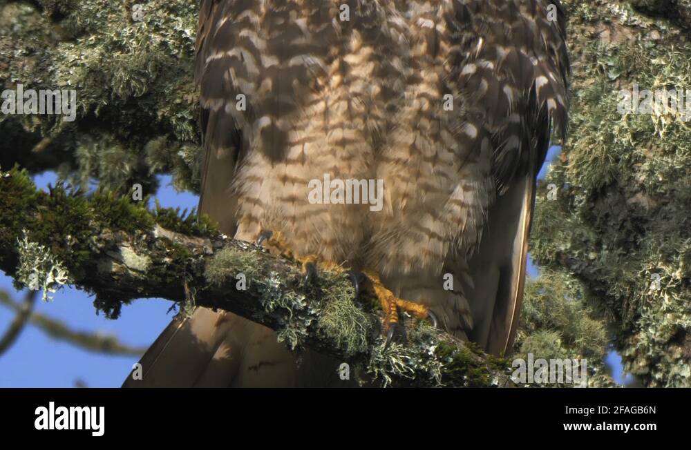 Focused hawk Stock Videos & Footage - HD and 4K Video Clips - Alamy