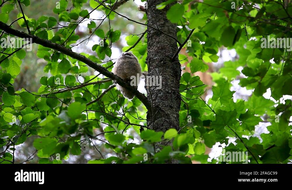Screaming tree Stock Videos & Footage - HD and 4K Video Clips - Alamy