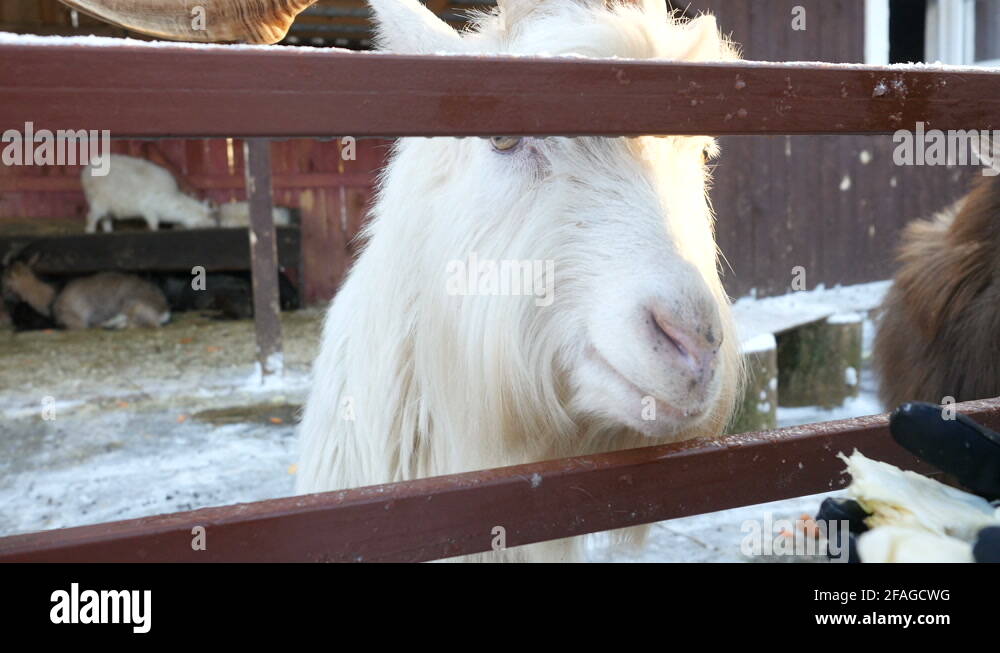 Children feeding the goats in zoo, hands of childs with cabbage feeding ...
