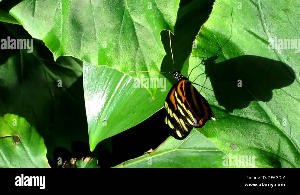Shadow of butterfly Stock Videos & Footage - HD and 4K Video Clips - Alamy