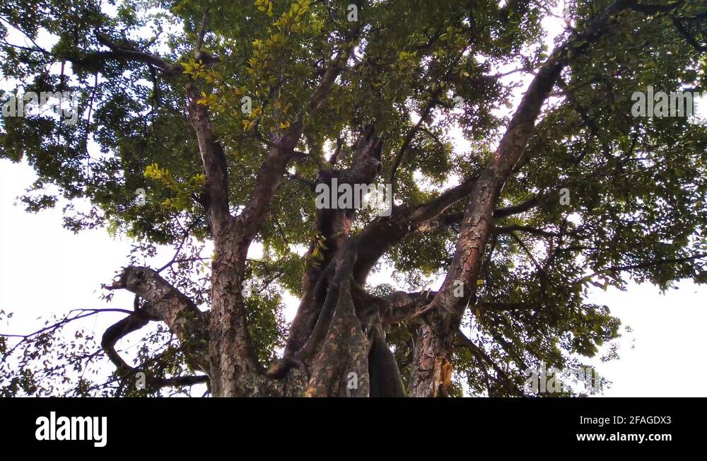 Neem india Stock Videos & Footage - HD and 4K Video Clips - Alamy