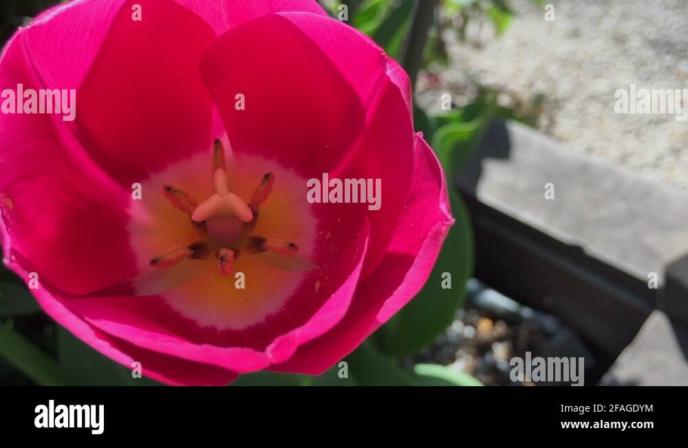 Simplejoys Stock Videos & Footage - HD and 4K Video Clips - Alamy