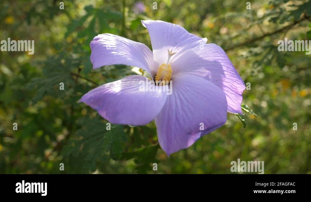 African horticulture Stock Videos & Footage - HD and 4K Video Clips - Alamy