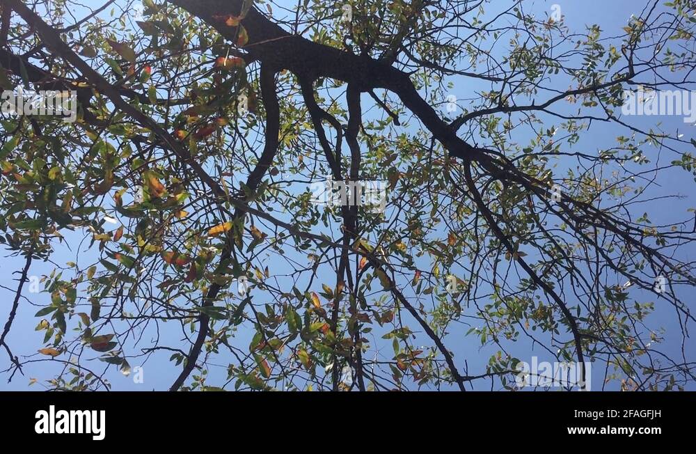 Tree from the bottom view Stock Videos & Footage - HD and 4K Video ...