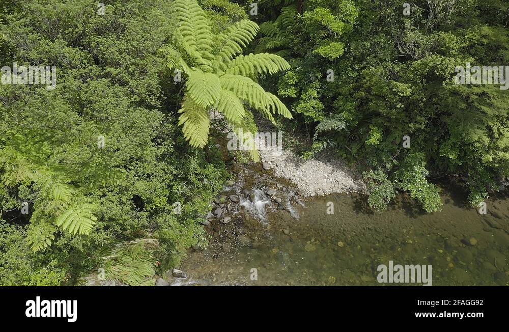 Tree fern river Stock Videos & Footage - HD and 4K Video Clips - Alamy