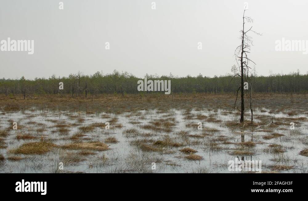 Freshwater bog ecosystem Stock Videos & Footage - HD and 4K Video Clips ...