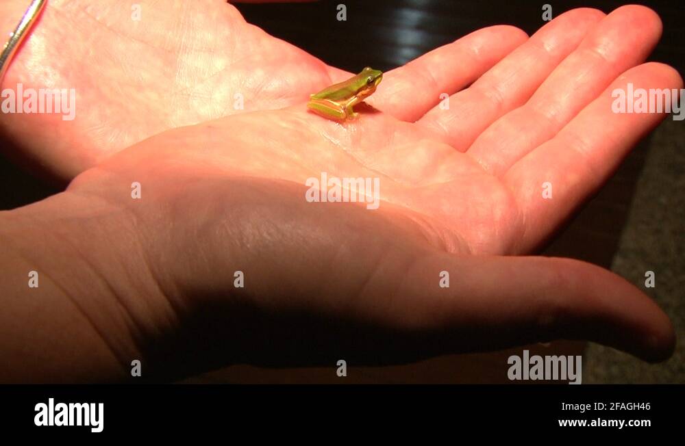 Amazing frogs Stock Videos & Footage - HD and 4K Video Clips - Alamy