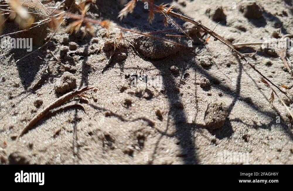Ant shadow Stock Videos & Footage - HD and 4K Video Clips - Alamy