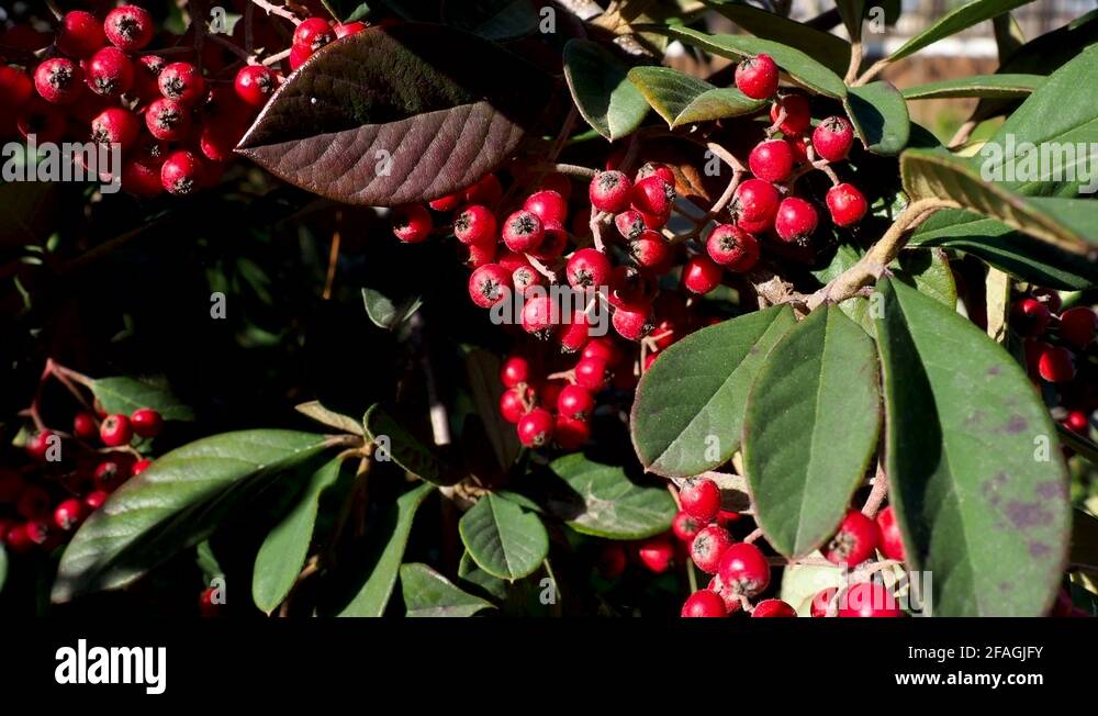 Annual fruits Stock Videos & Footage - HD and 4K Video Clips - Alamy