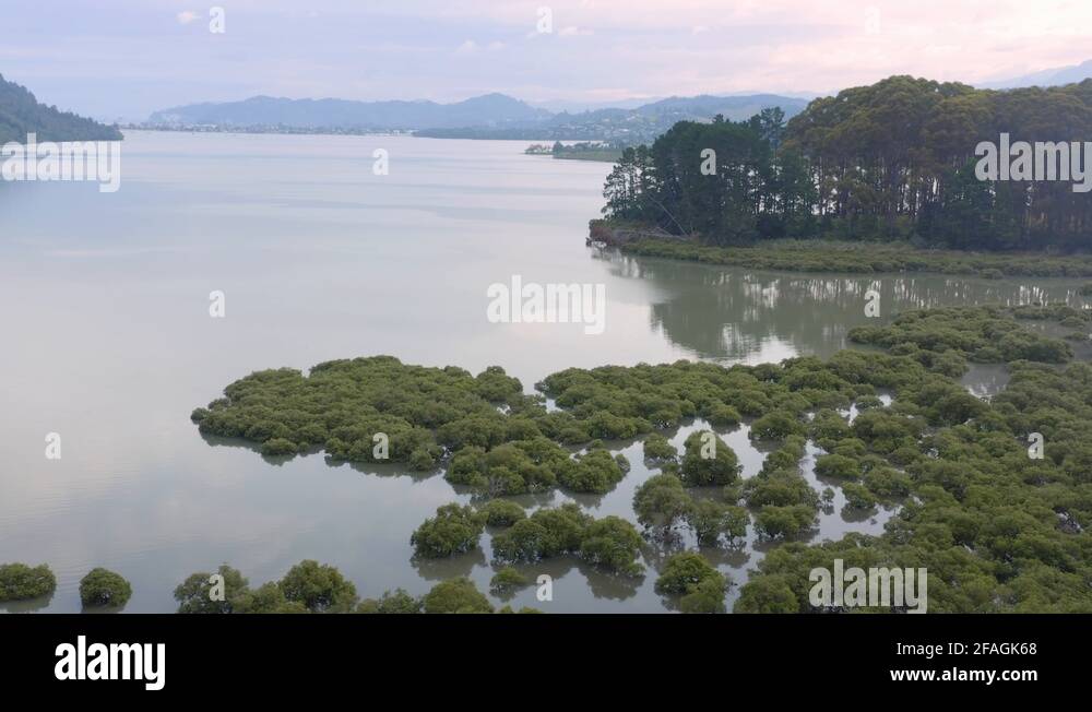 Swamp forest new zealand Stock Videos & Footage - HD and 4K Video Clips ...