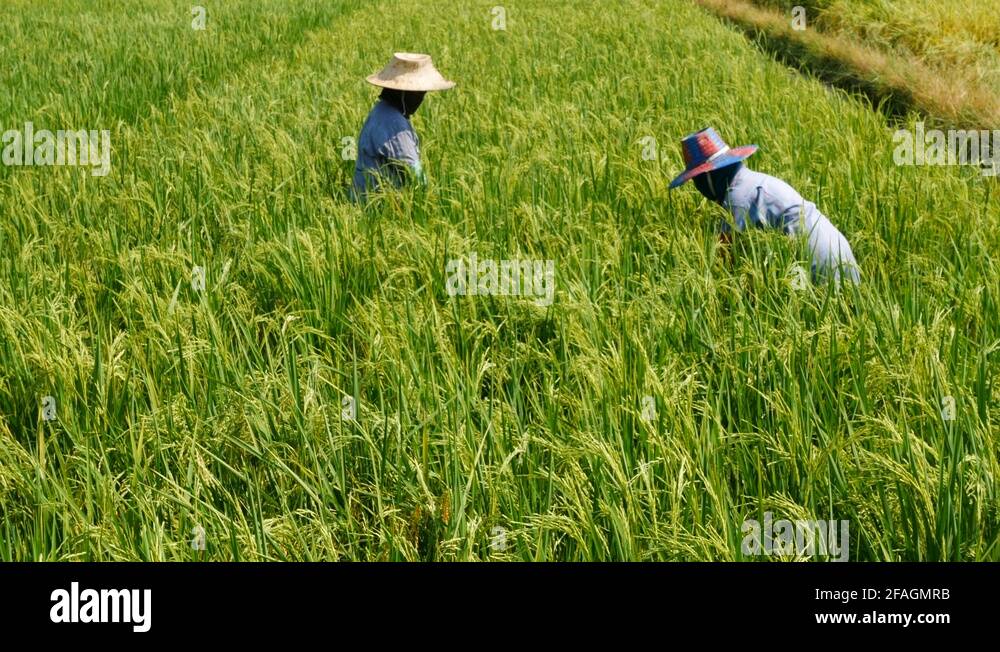 Untitled The farmers select and cut away non-perfect rice in the rice ...