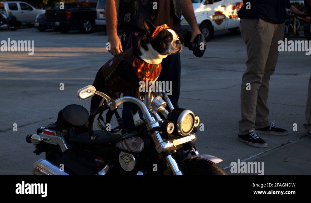 Hells angel Stock Videos & Footage - HD and 4K Video Clips - Alamy