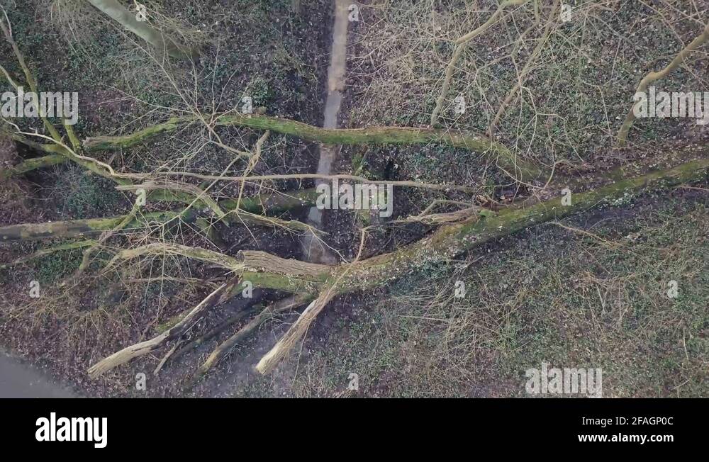 Fallen Oak Tree Fog Stock Videos And Footage Hd And 4k Video Clips Alamy