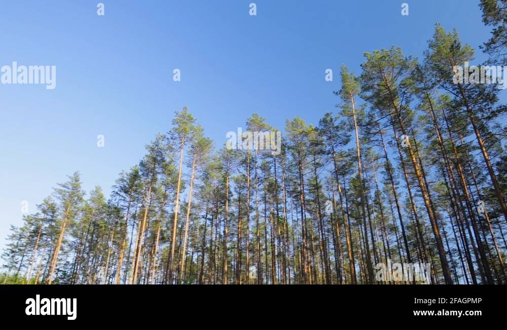 Background pine grove Stock Videos & Footage - HD and 4K Video Clips ...