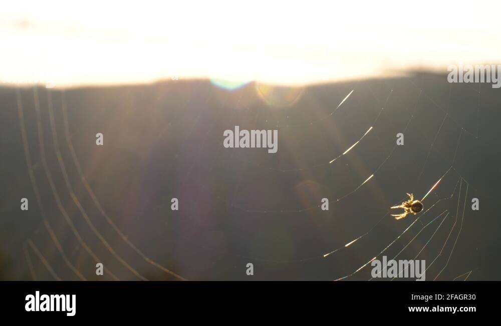 Spider sunshine web Stock Videos & Footage - HD and 4K Video Clips - Alamy