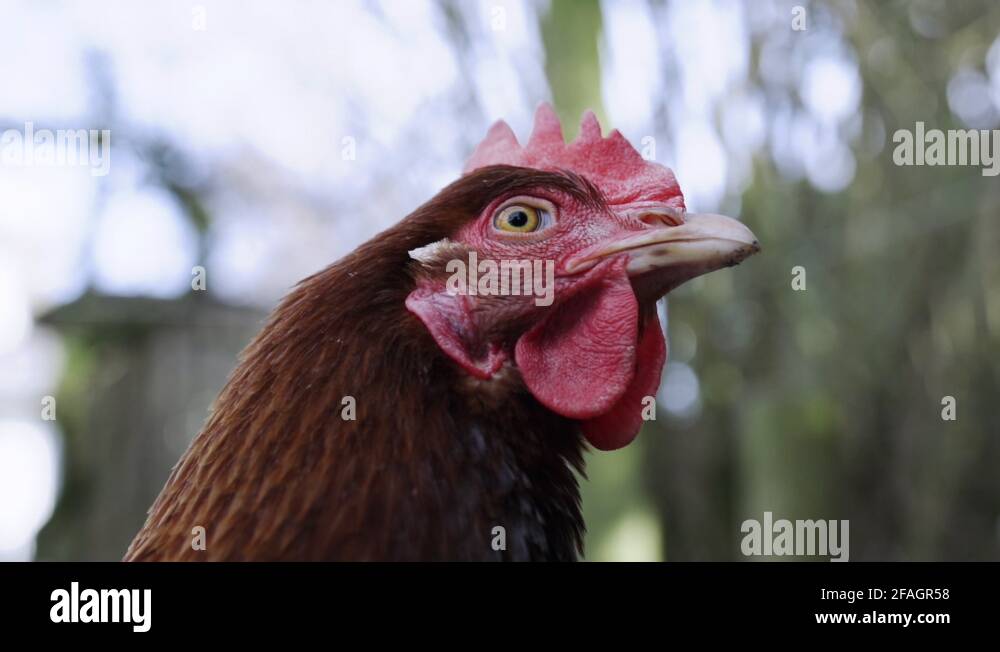 Free range hen at farm Stock Videos & Footage - HD and 4K Video Clips ...