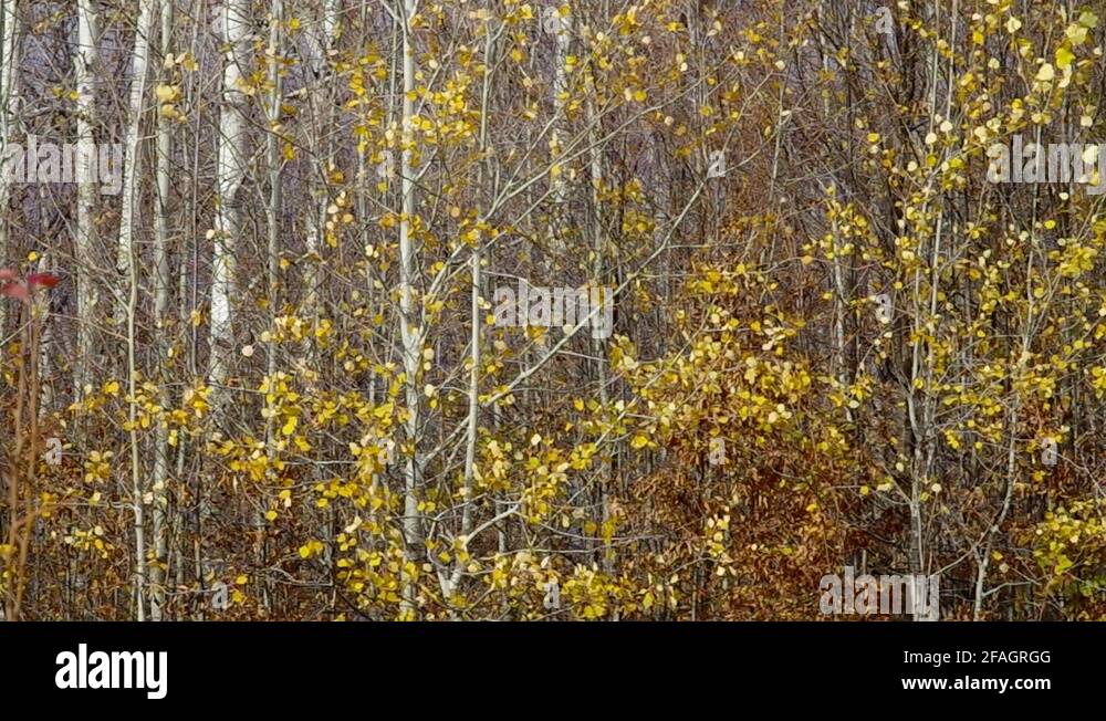 Gray birch leaves Stock Videos & Footage - HD and 4K Video Clips - Alamy