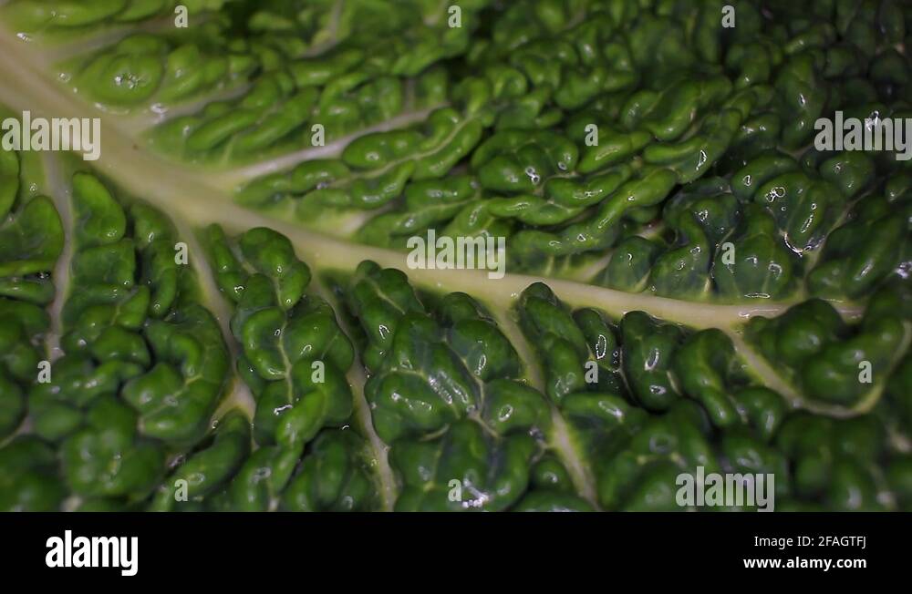 Seamless leaf texture Stock Videos & Footage - HD and 4K Video Clips ...