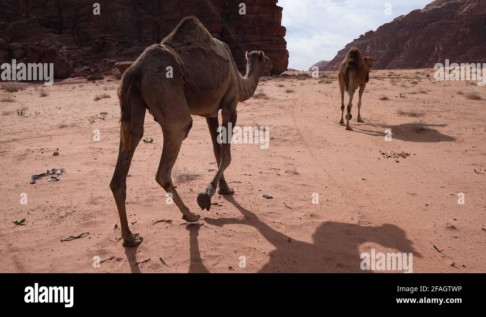 Walking behind one another Stock Videos & Footage - HD and 4K Video ...