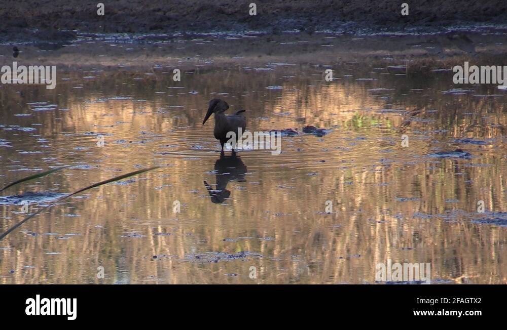 Hammerhead bird Stock Videos & Footage - HD and 4K Video Clips - Alamy