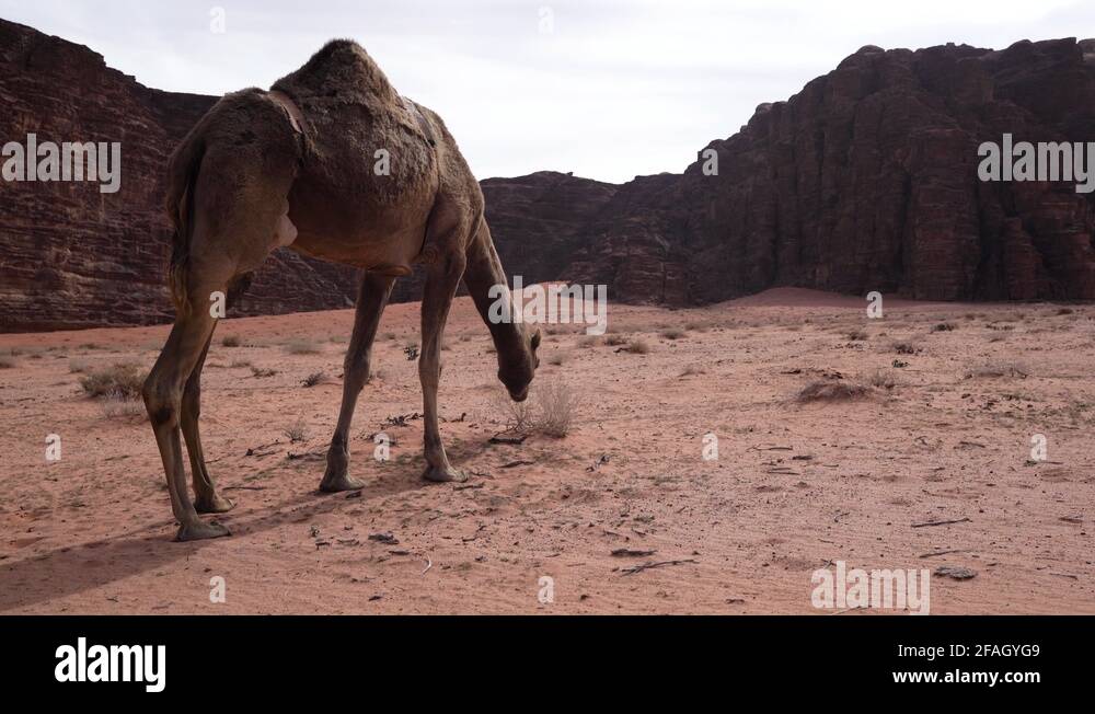 Camel eating desert Stock Videos & Footage - HD and 4K Video Clips - Alamy