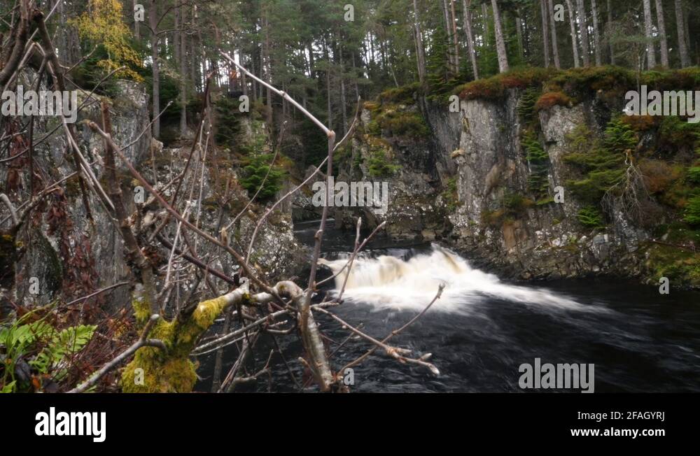 Scottish forrest Stock Videos & Footage - HD and 4K Video Clips - Alamy