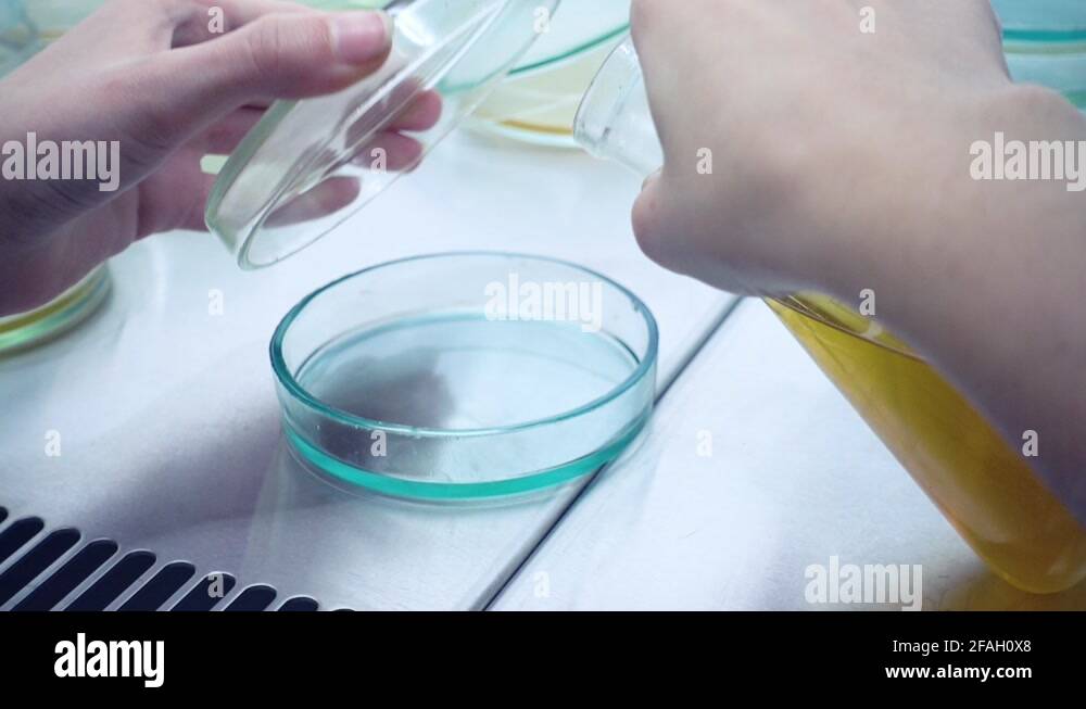 Nutrient agar plate Stock Videos & Footage - HD and 4K Video Clips - Alamy