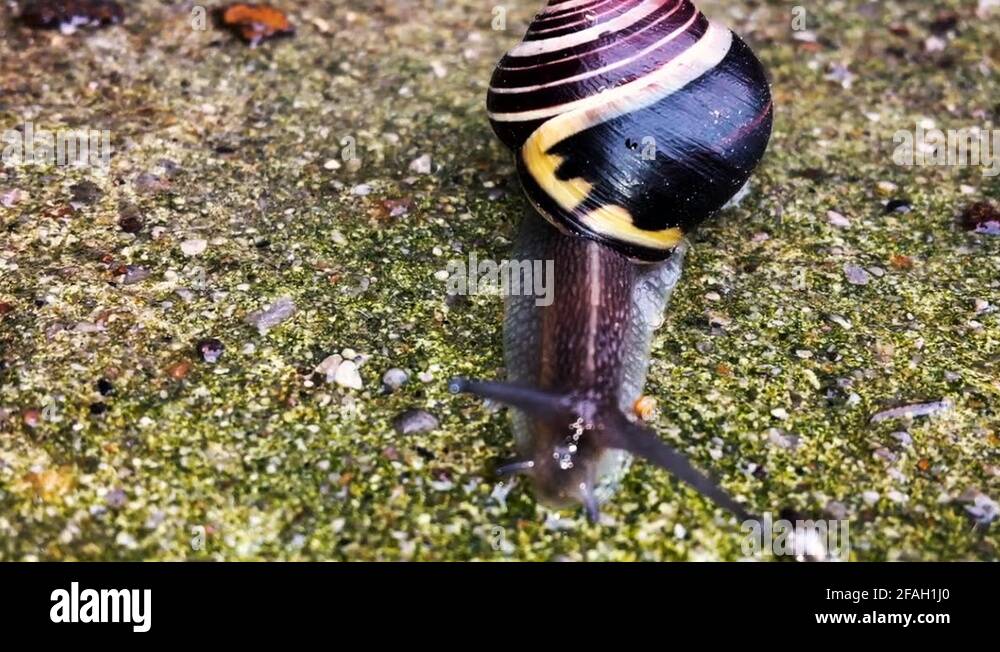 Amphibian shell Stock Videos & Footage - HD and 4K Video Clips - Alamy