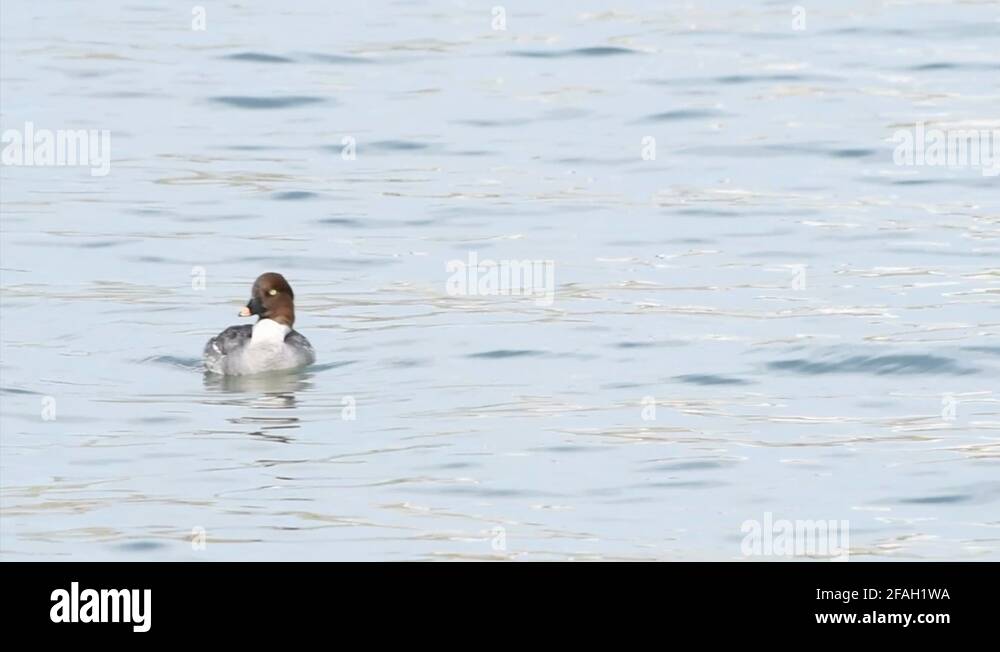 Bucephala clangula female preening Stock Videos & Footage - HD and 4K ...