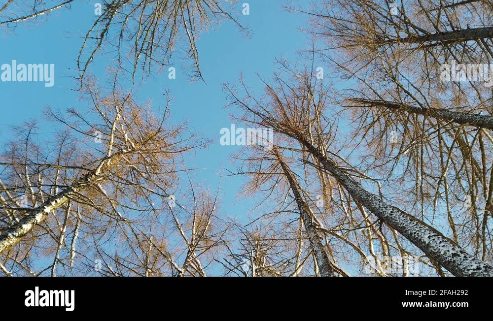 Trees with snow on them Stock Videos & Footage - HD and 4K Video Clips ...