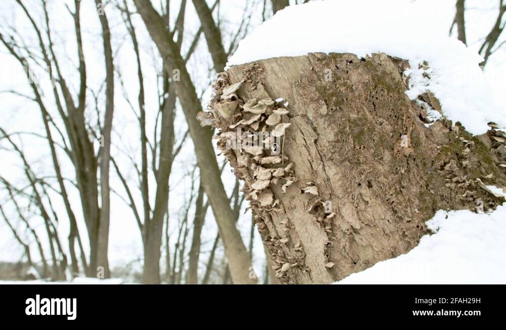 Fungus decomposition Stock Videos & Footage - HD and 4K Video Clips - Alamy