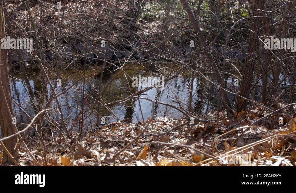 Water stream flow Stock Videos & Footage - HD and 4K Video Clips - Alamy