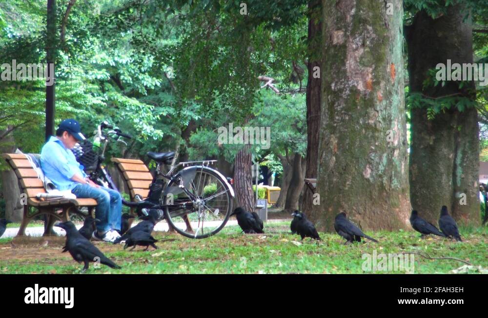 Man sitting on bench feeding Stock Videos & Footage - HD and 4K Video ...