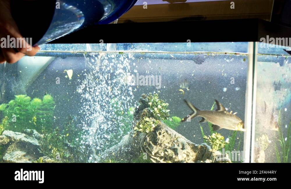 Pouring Bucket of Water into Aquarium Tank TILT UP Stock Video Footage ...