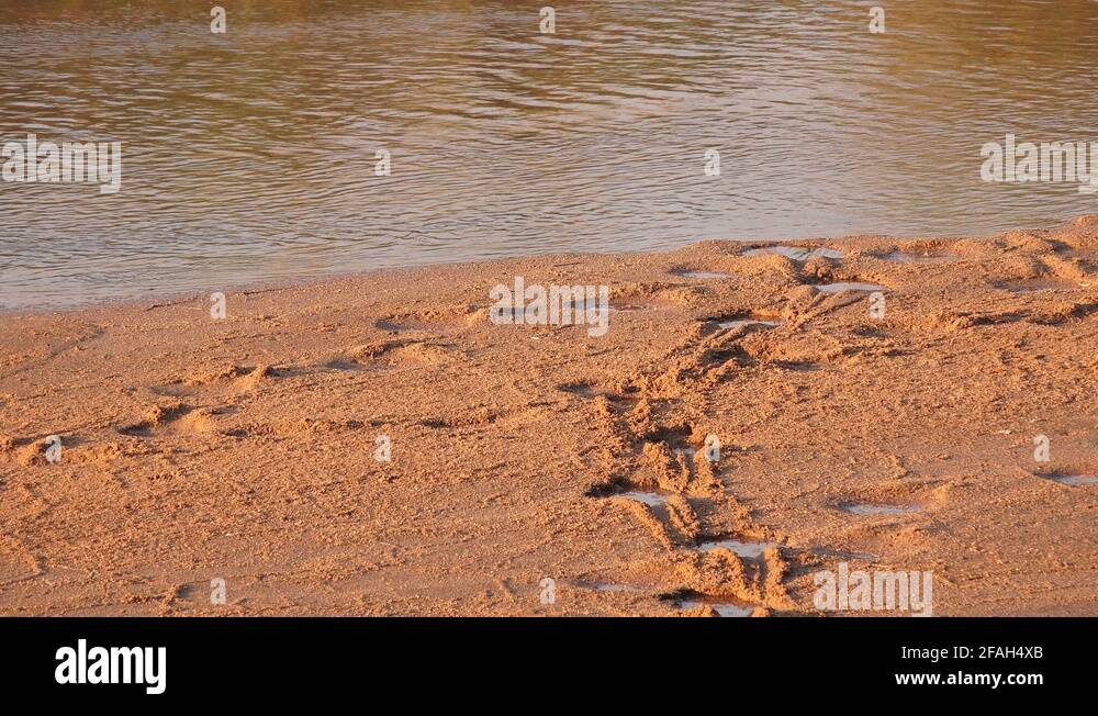 Drinkingspot Stock Videos & Footage - HD and 4K Video Clips - Alamy