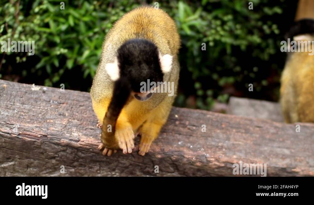 Primate tail Stock Videos & Footage - HD and 4K Video Clips - Alamy