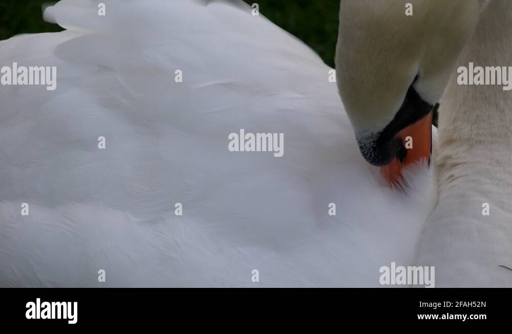 Pure white bird Stock Videos & Footage - HD and 4K Video Clips - Alamy